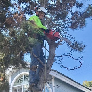 BRIAN’S TREES - Project Photos & Reviews - Torrance, CA US | Houzz