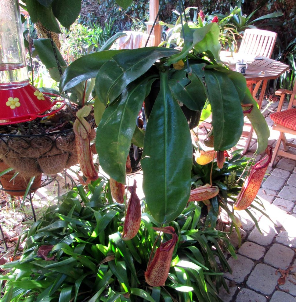 Nepenthes Miranda pitcher plant