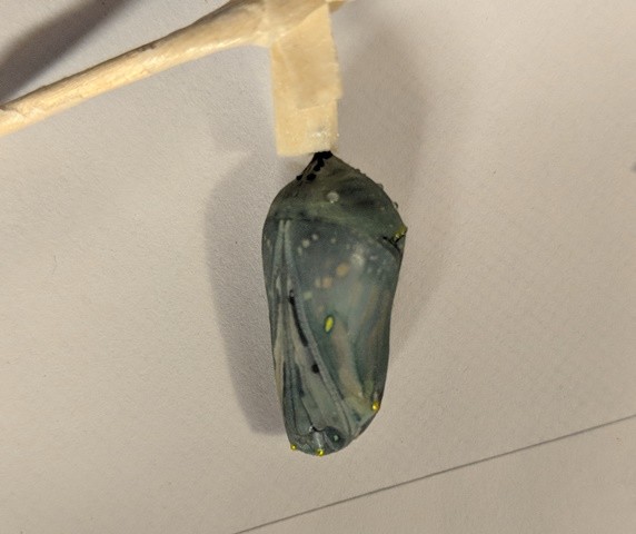 Oh no! Infected Monarch Chrysalis - Experts please...