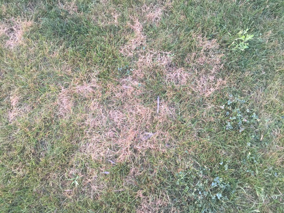 Pink like mold spores