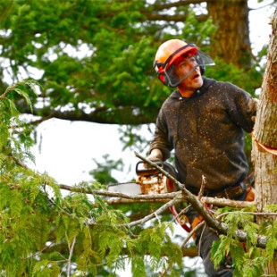 THE TREE GUYS - Project Photos & Reviews - Perris, CA US | Houzz