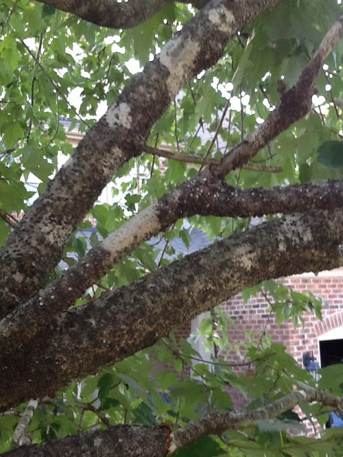 Oak tree diseased?