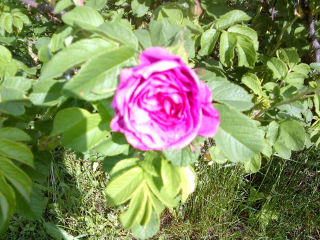 Please Help with Rose Bush Identification