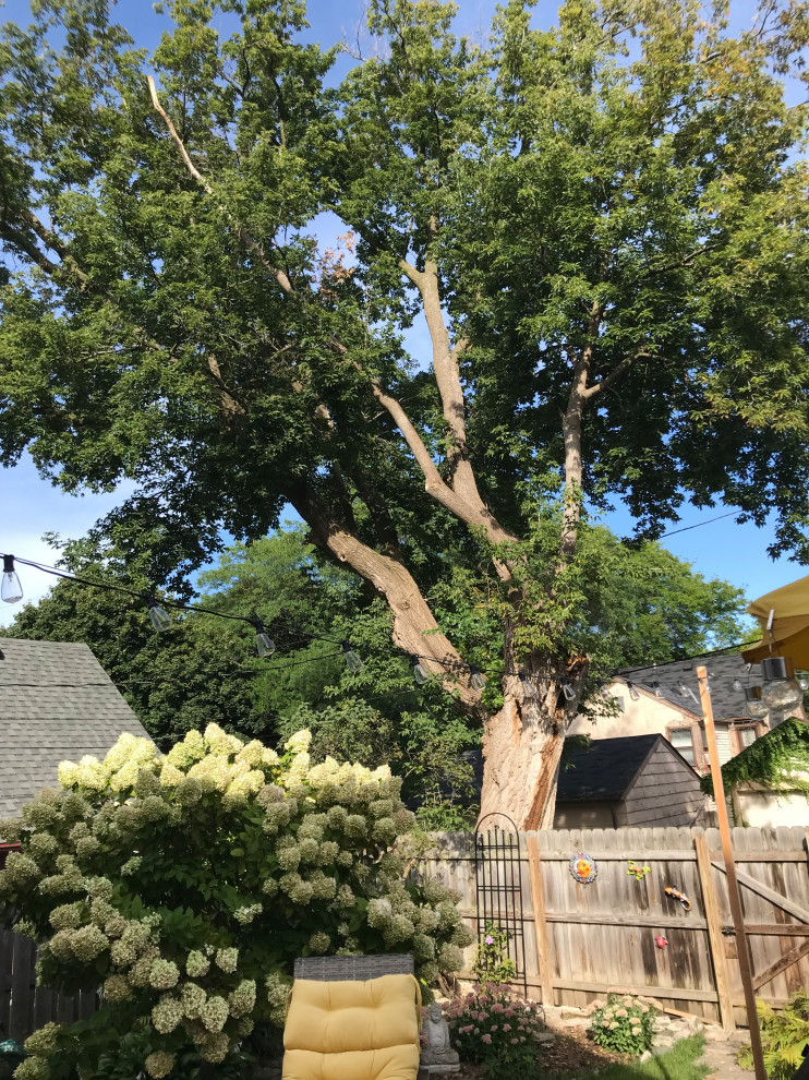 Old, rotted tree finally coming down……