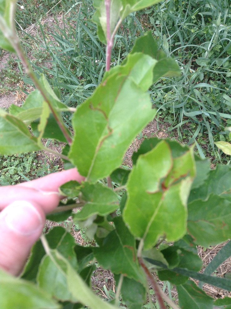 Is this just normal bug damage on my apple tree?
