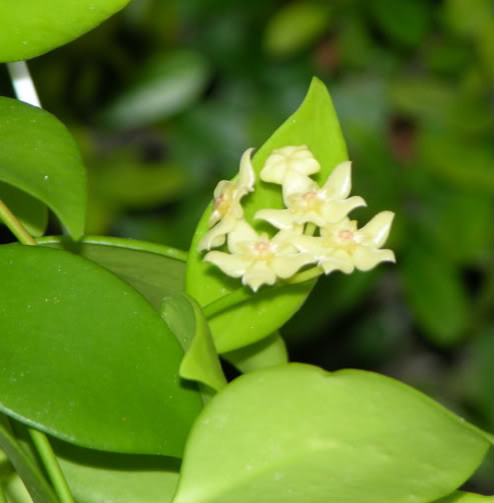 Hoya diptera in bloom
