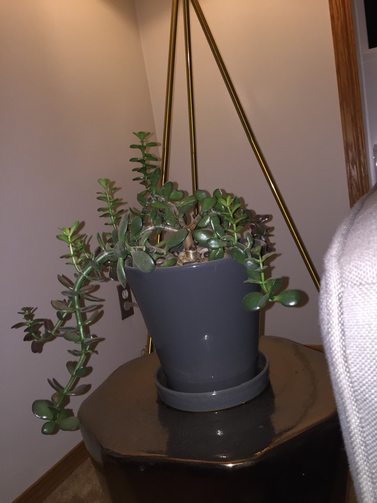 Jade help- should I trim these droopy arms?