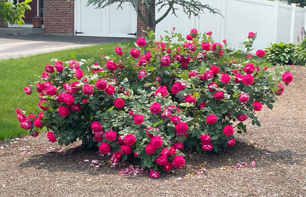 Sweet Spirit is a fabulous rose if you like the color.. | Houzz Forum