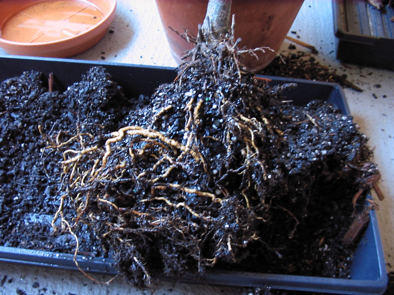 Do the roots of this gardenia looking healthy (see image)?