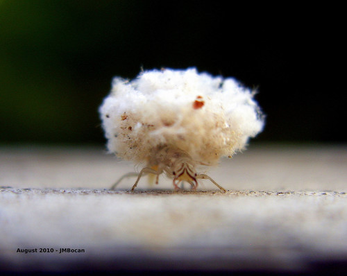 Identify cotton ball insect?