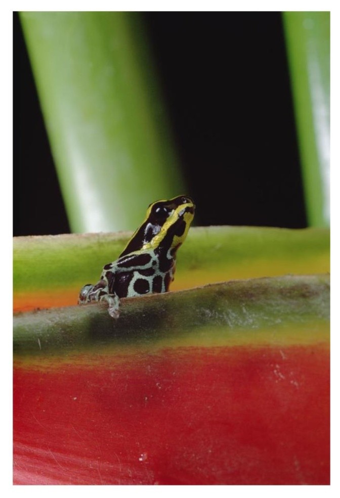 Rio Madeira Poison Frog Sitting In A Heliconia Leaf, Amazonia, Ecuador ...