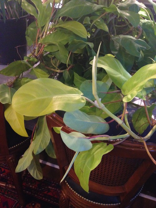 Philodendron identification