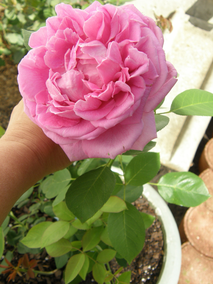 Award winning roses (nastiest, thorniest, biggest and runts)