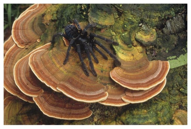 Tarantula Large Female Wandering Over Bracket Fungus, North Sulawesi ...