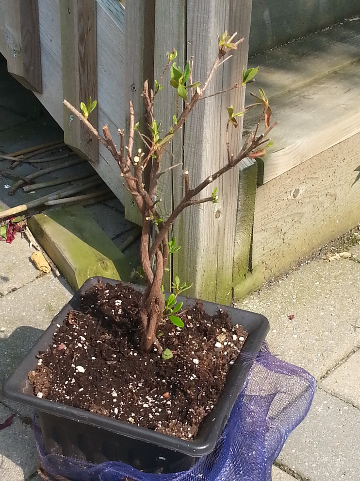 trying to revive an Azalea in container