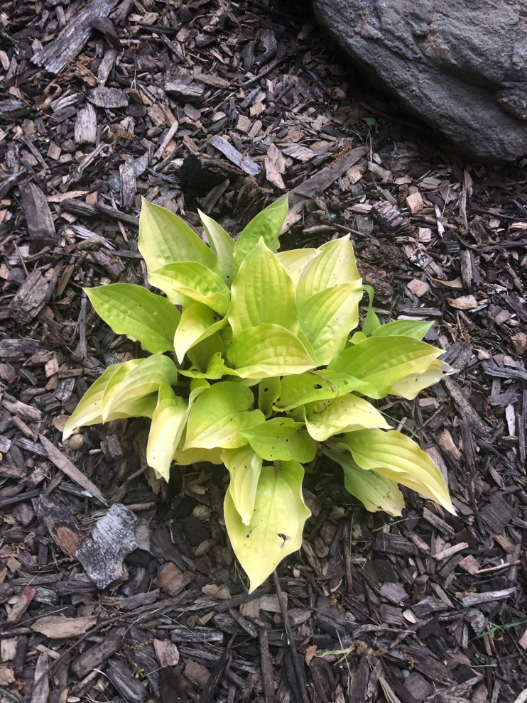 Yellow Hosta recommendations. | Houzz Forum