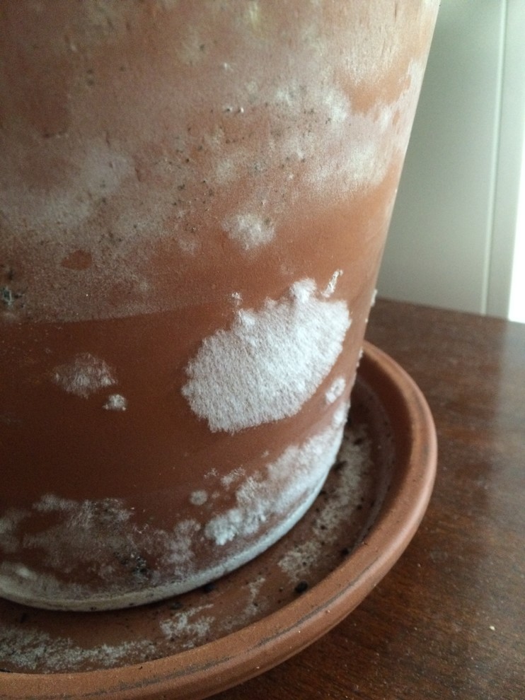 Mold or salt buildup?