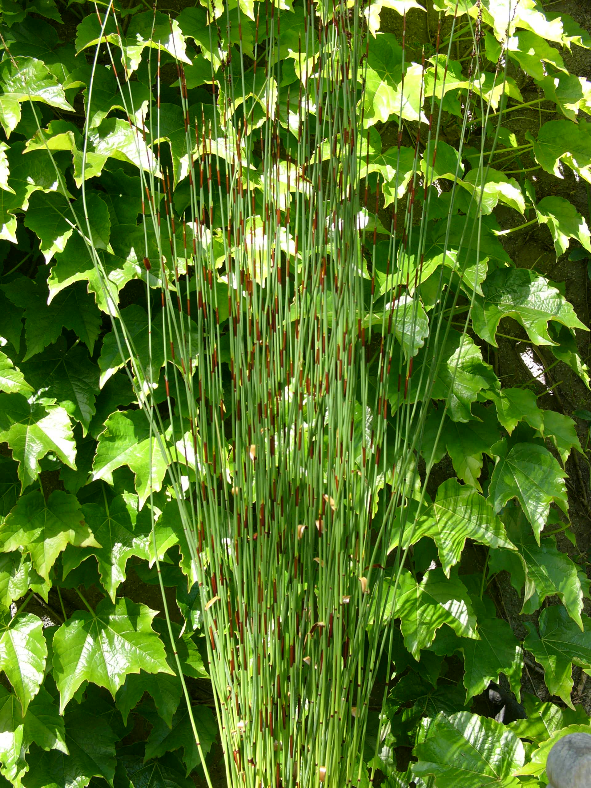 Great Design Plant: Cape Rush