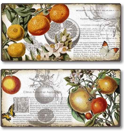 Botanical Citrus Fruit Signs, Set of 2 - Farmhouse - Prints And Posters ...