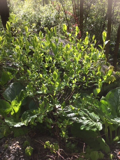 Shrubby plant on woodland edge