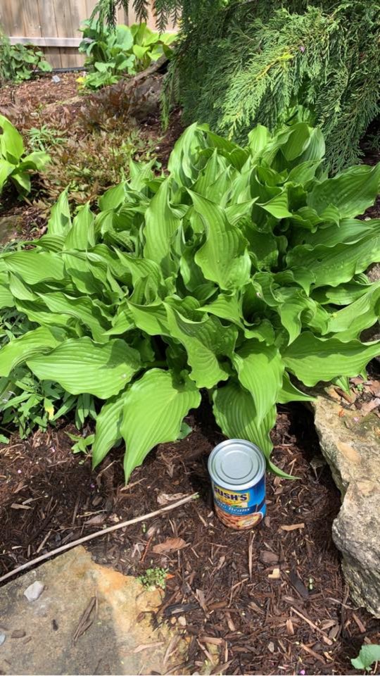 Hosta Identification 6