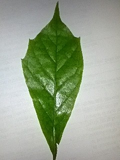 Tree ID Help, deciduous wedge leaf | Houzz Forum