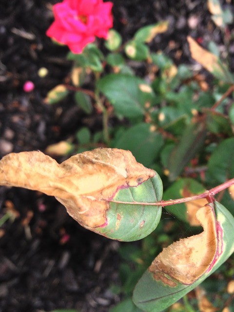 Double Knockout Rose Leaf Browning