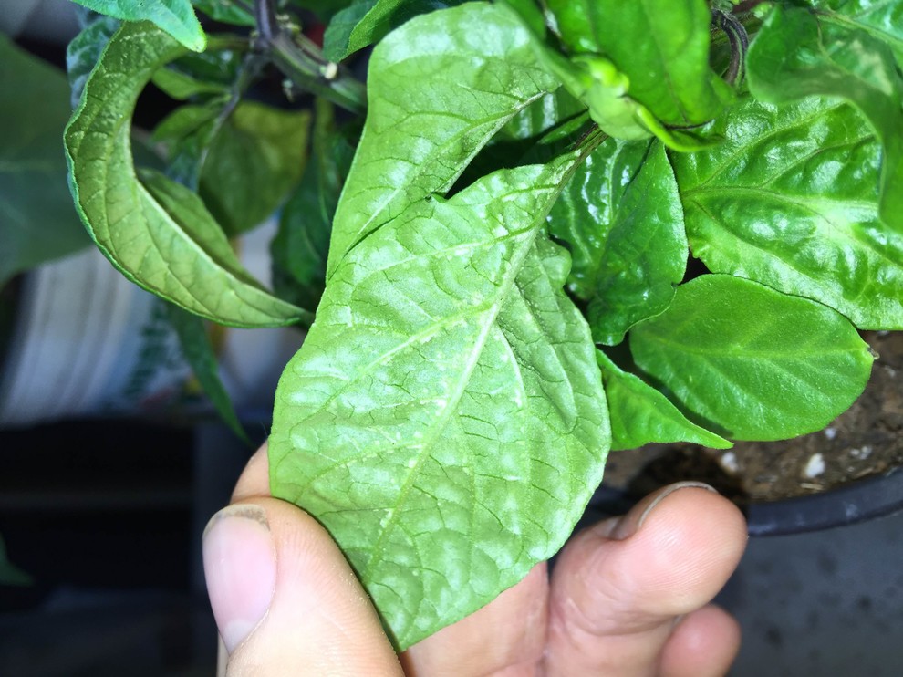 Pepper Leaf Problem | Houzz Forum