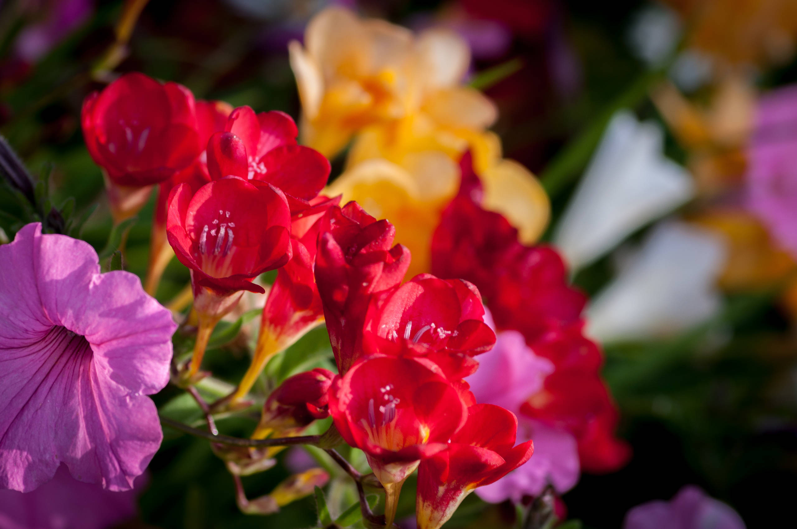 Flower Bulbs To Plant Now | Best Flower Site