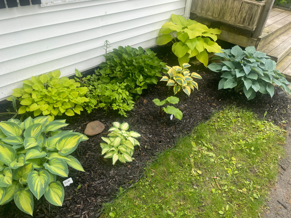 More Happy Hosta beds part 1