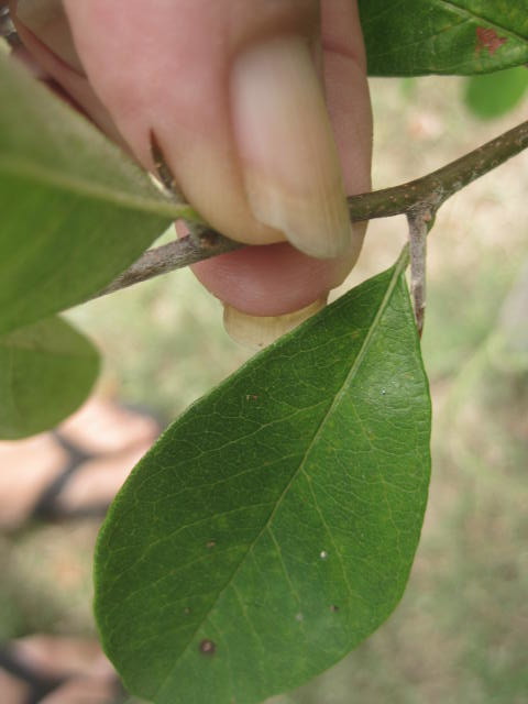 Can you help me identify this shrub/tree?