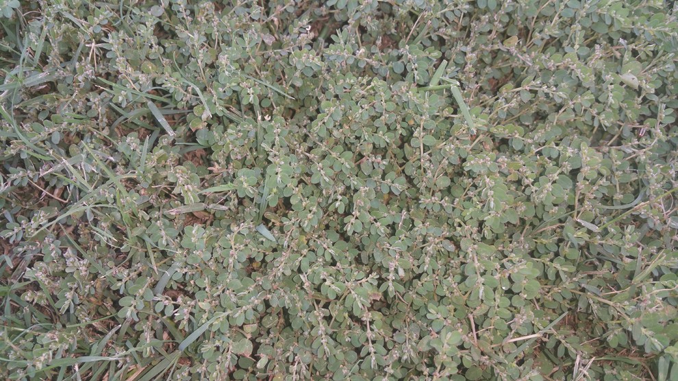 Weed Identification In Bermuda Grass