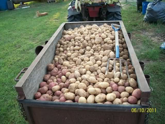 here is my taters