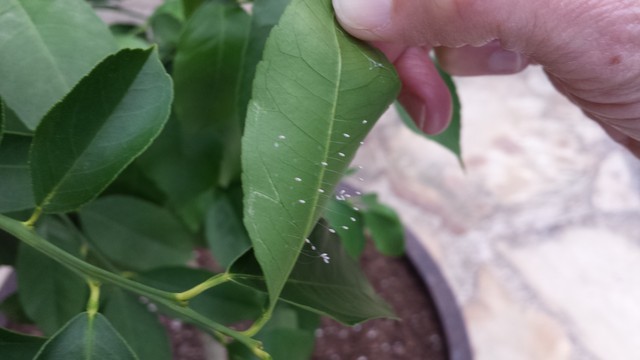 Pests on Meyer Lemon tree