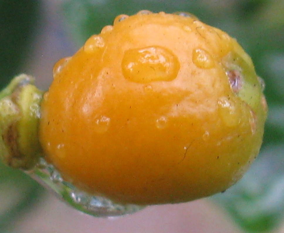 My first Fukushu kumquat