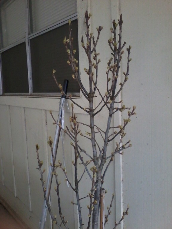 FINALLY received my 'Jack Pear' tree from Monrovia, should i trim it?