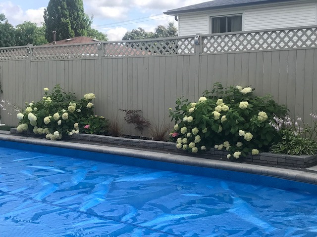 Hydrangeas stems falling down