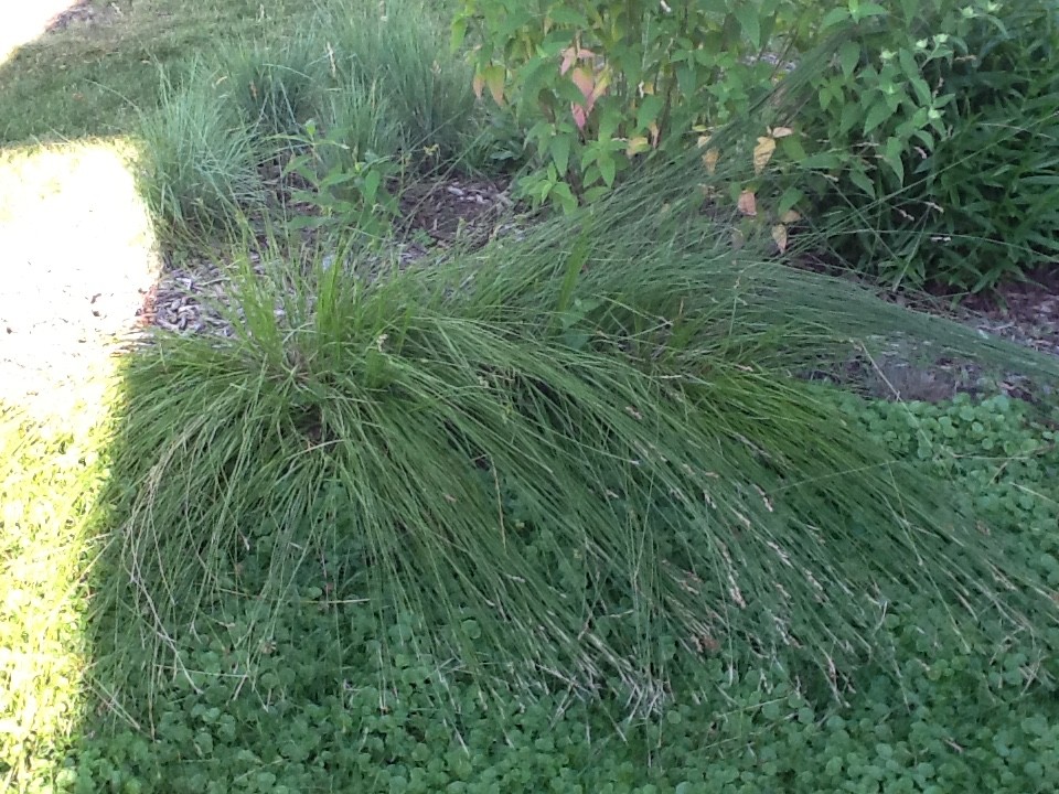 Great Design Plant: Carex Brevior