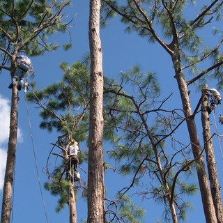D M YOUNG TREE SERVICE - Project Photos & Reviews - Loxahatchee, FL US ...