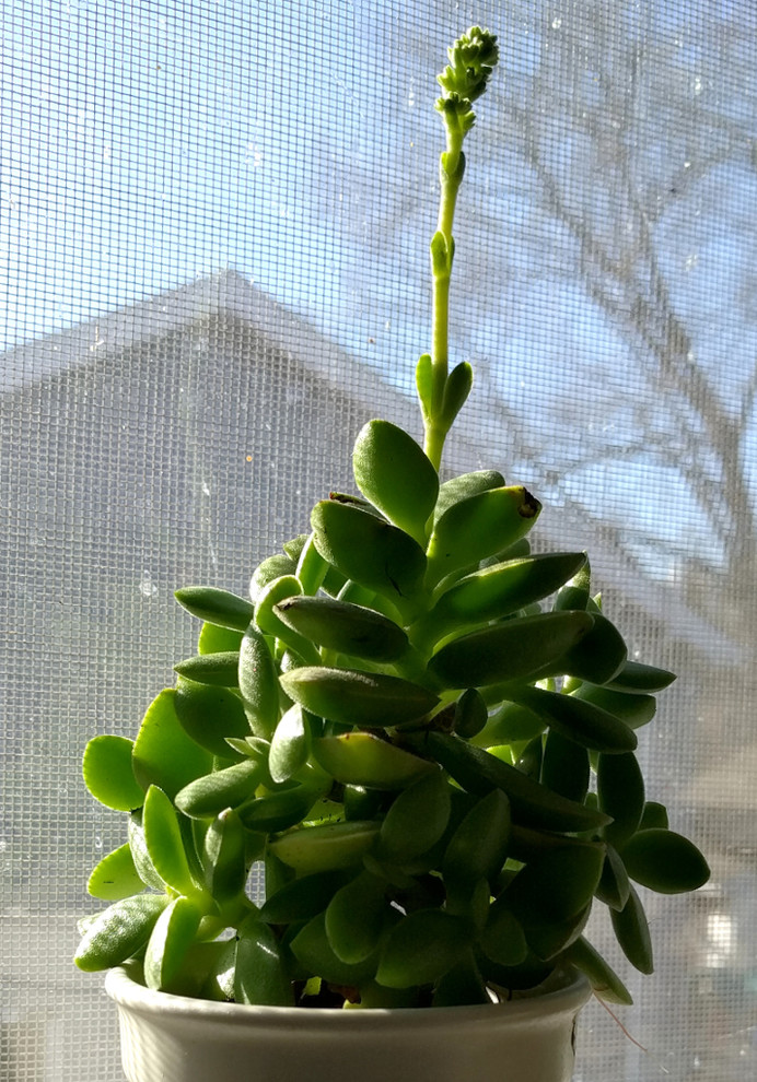 Identify this Jade plant