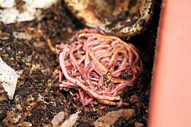 Adding avocado to your worm bin