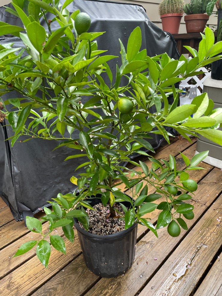 My grafted Mandarinquat