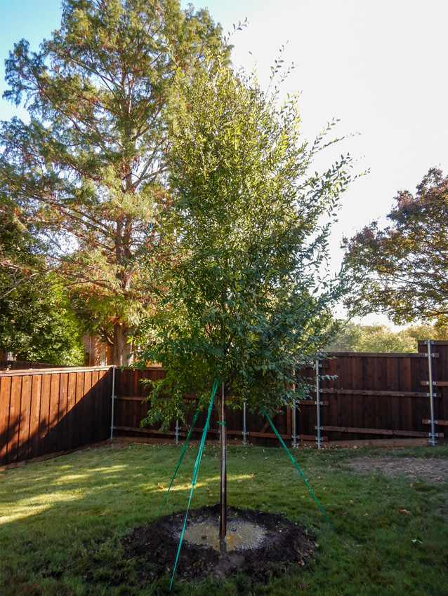 Allee Elm - Landscape - Dallas - by Treeland Nursery | Houzz