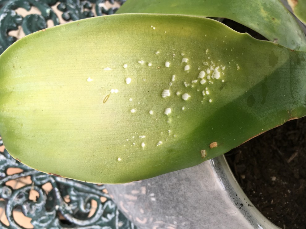 White spots on agave