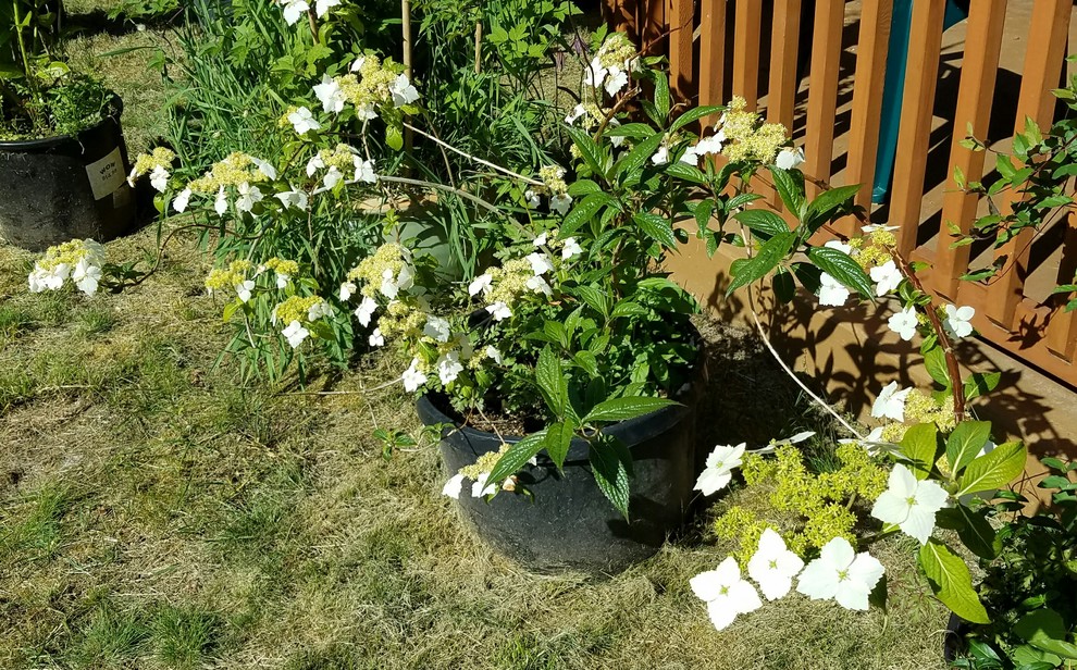 Hydrangea Golden Crane (Monovia) fragrance?