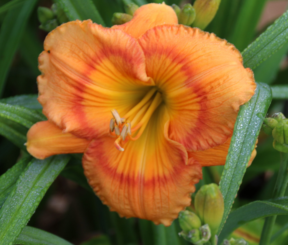 Some of the New Bloom s In my Garden | Houzz Forum