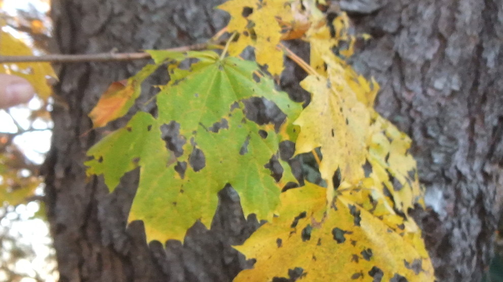 What "weed" maples are these?