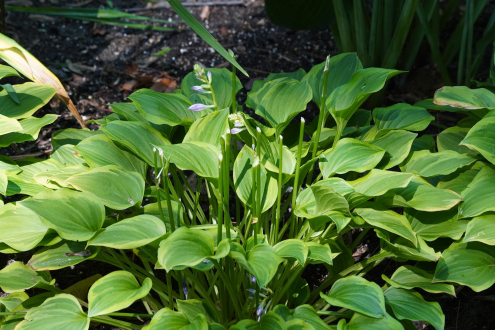 Critter damage on Hosta