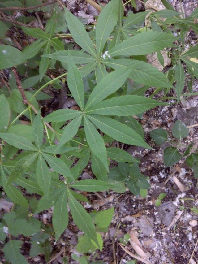 Fingered Star Leaf Plant?
