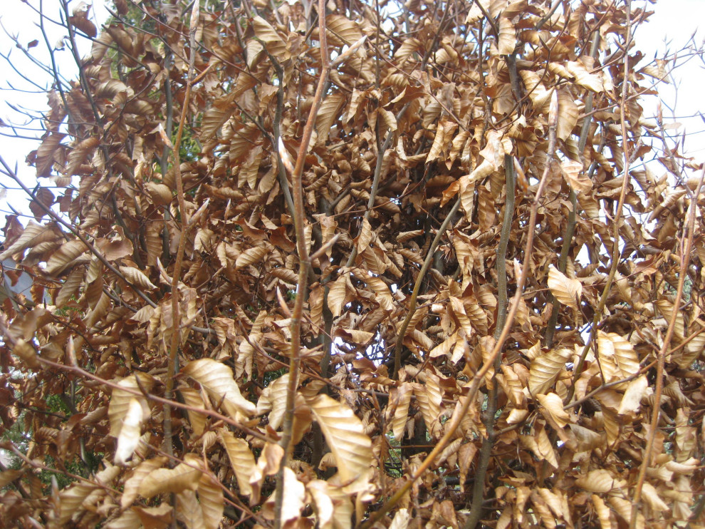 Please help identify this shrub, also, dead or alive?